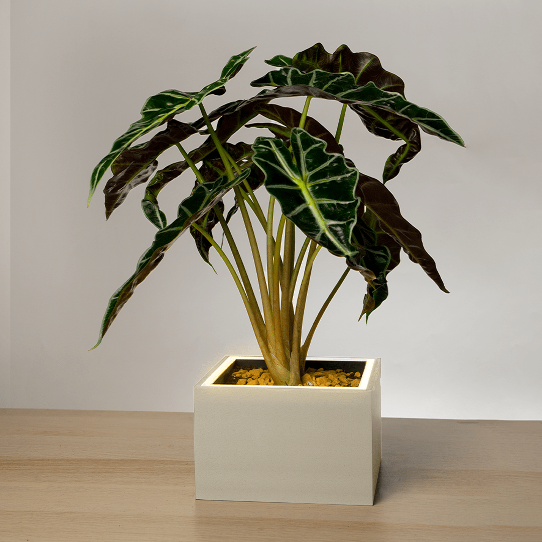 Blume Light: Planter with Built in Uplight for Ambiance and Growth ...