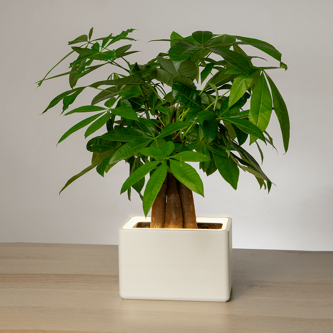 Blume Light: Planter with Built in Uplight for Ambiance and Growth ...