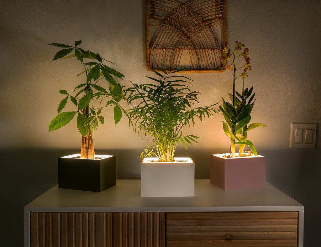 Welcome to Blume Light: Radiant Planters for Ambiance and Style – Blüme ...