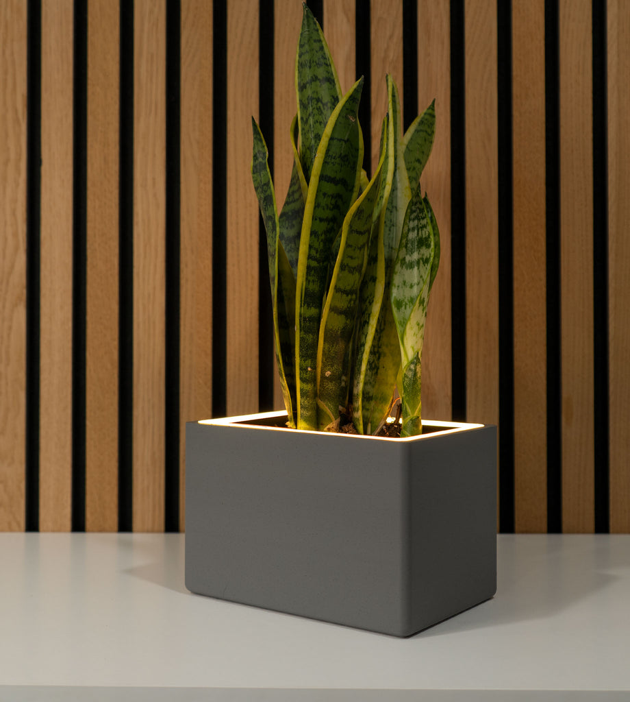 Welcome to Blume Light: Radiant Planters for Ambiance and Style – Blüme ...