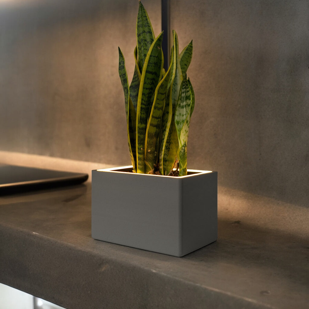 Blume Light: Planter with Built in Uplight for Ambiance and Growth ...