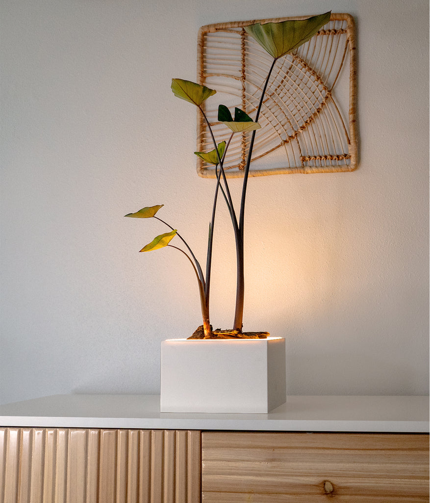 Blume Light: Planter with Built in Uplight for Ambiance and Growth ...