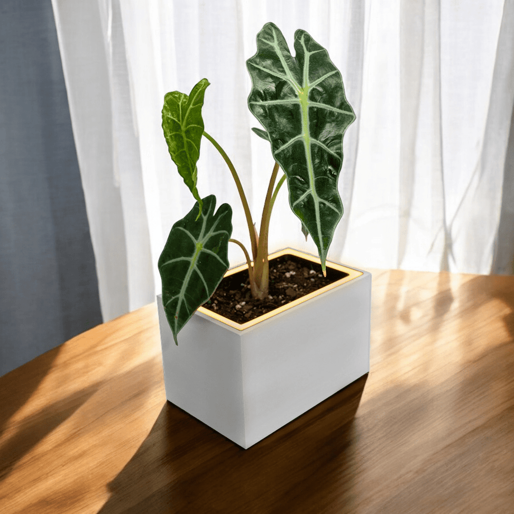 Blume Light: Elegant Self Watering Planters With Grow Light – Blüme Light
