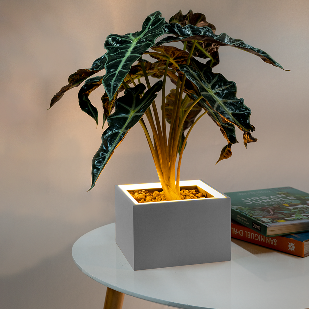 Welcome to Blume Light: Radiant Planters for Ambiance and Style – Blüme ...