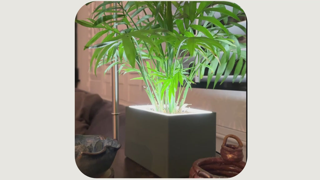 Blume Light: Elegant Self Watering Planters With Grow Light – Blüme Light