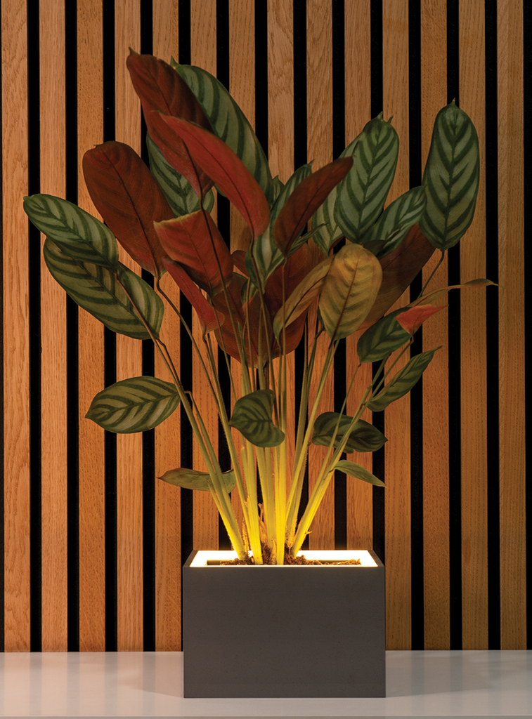 Welcome to Blume Light: Radiant Planters for Ambiance and Style – Blüme ...