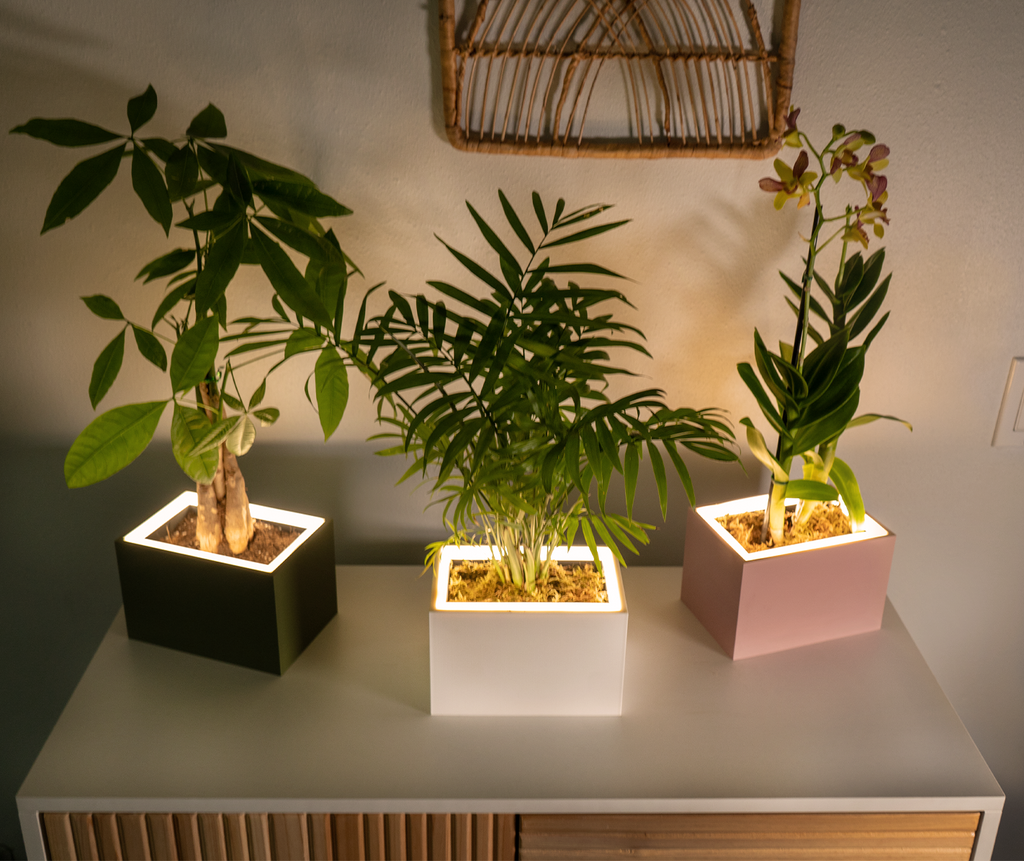 Welcome to Blume Light: Radiant Planters for Ambiance and Style – Blüme ...