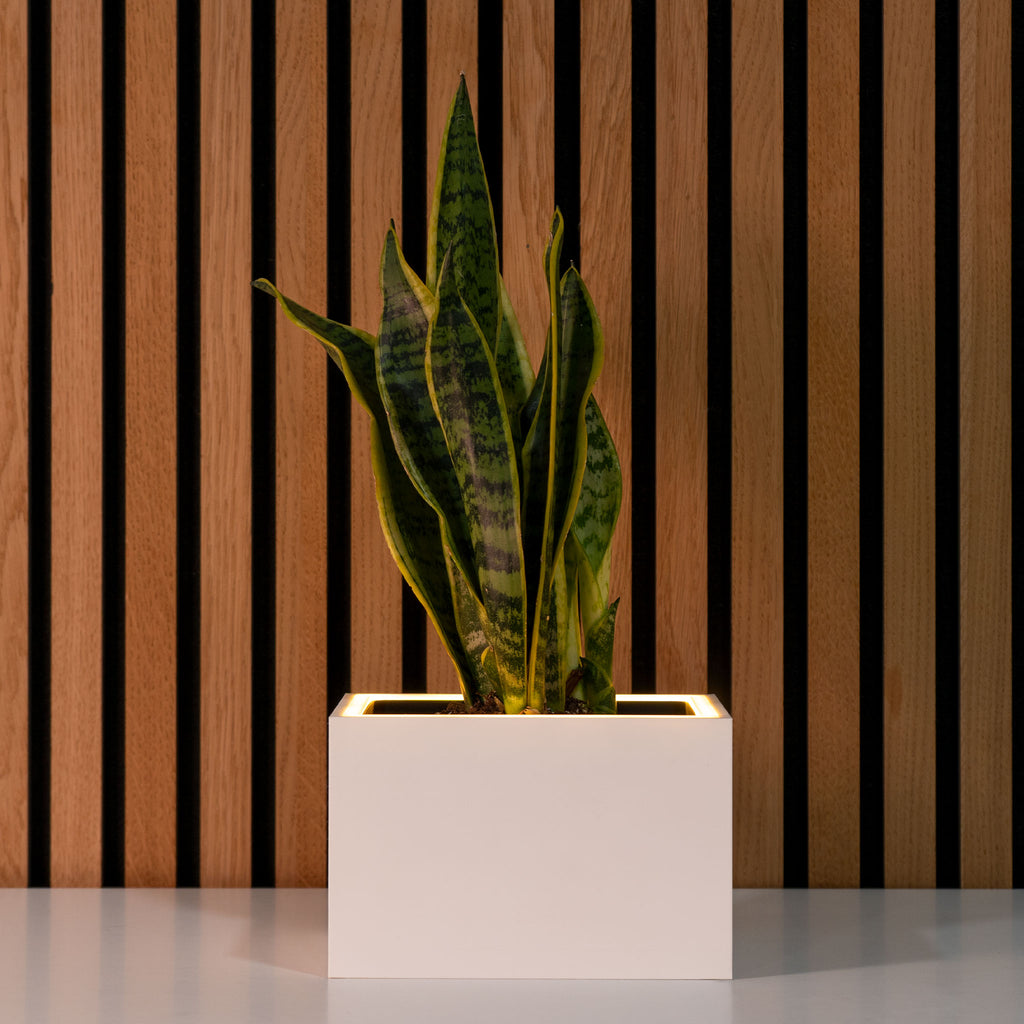 Welcome to Blume Light: Radiant Planters for Ambiance and Style – Blüme ...